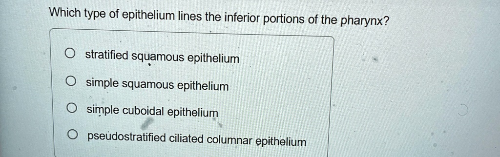 which type of epithelium lines the inferior portions of the pharynx ...