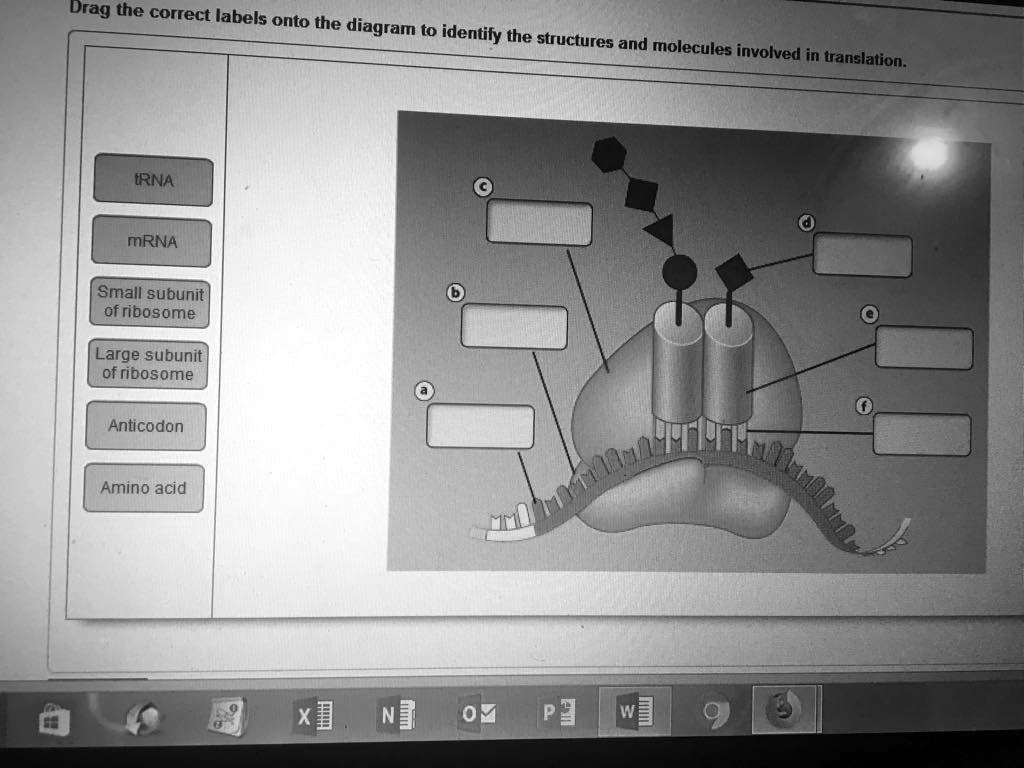 [GET ANSWER] Drag the correct labels onto the diagram to identify the ...