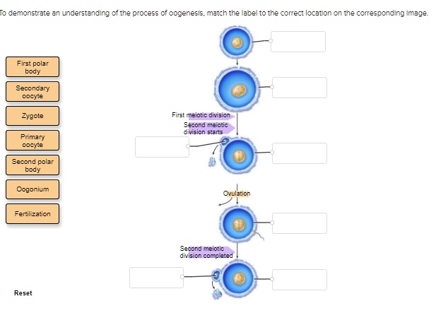 To demonstrate an understanding of the process of oogenesis, match the ...