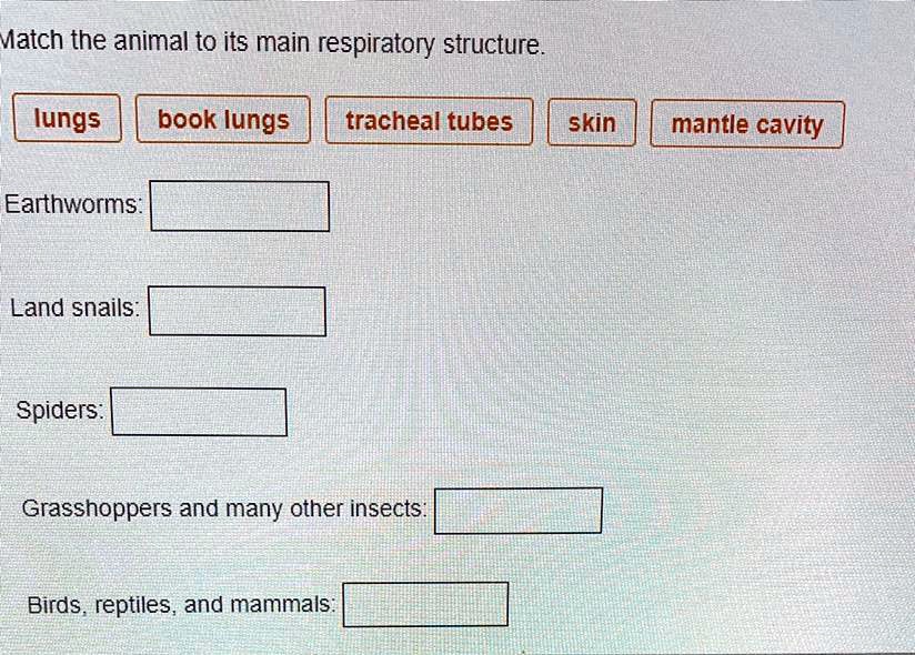 Match the animal to its main respiratory structure. lungs book lungs ...