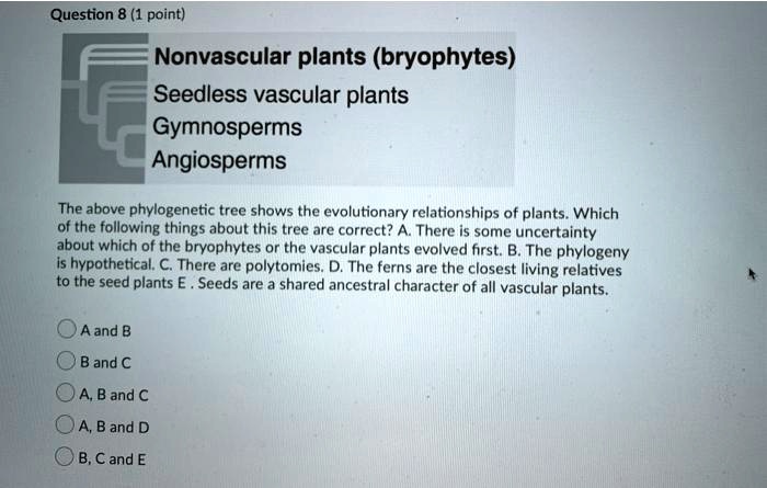 question 8 1 point nonvascular plants bryophytes seedless vascular ...
