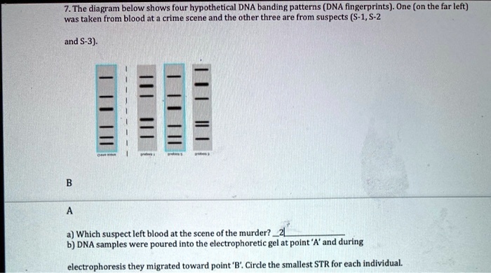 SOLVED: 7. The diagram below shows four hypothetical DNA banding ...