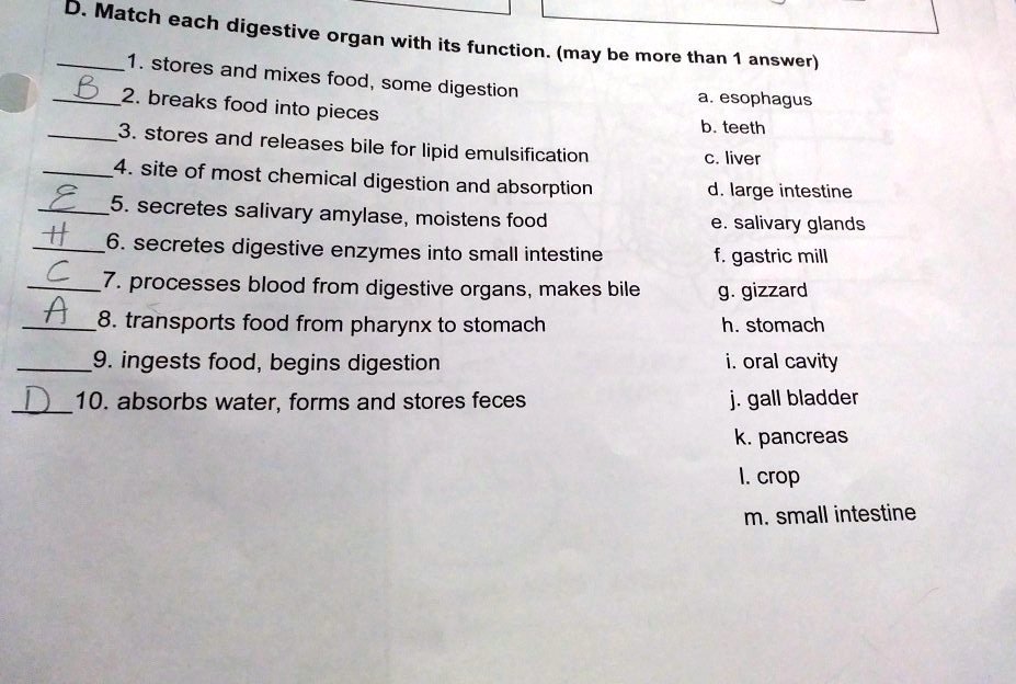 SOLVED: D. Match each digestive organ with its function. 1. stores and ... SOLVED: D. Match each digestive organ with its function. 1. stores and ...