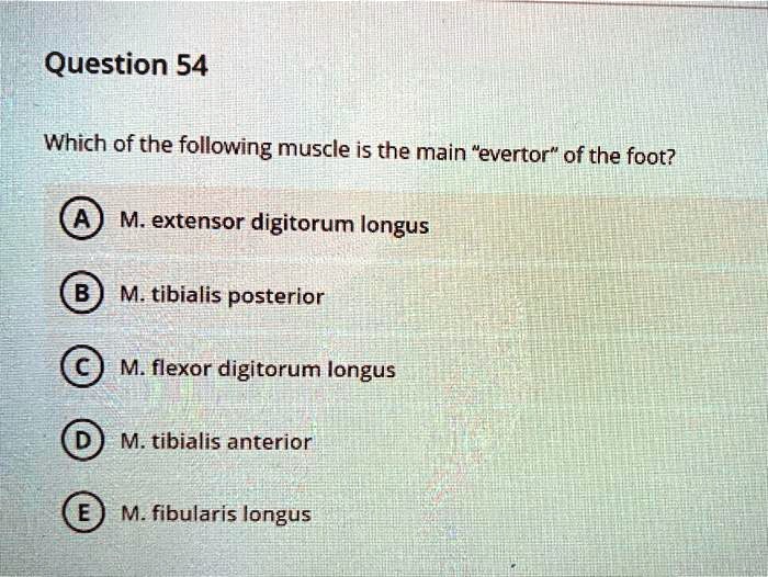 SOLVED: Which of the following muscles is the main "evertor" of the ...