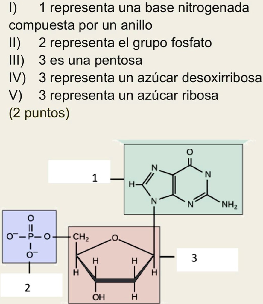 la siguiente imagen representa la estructura quimica de un nucleotido que compone una hebra de ...