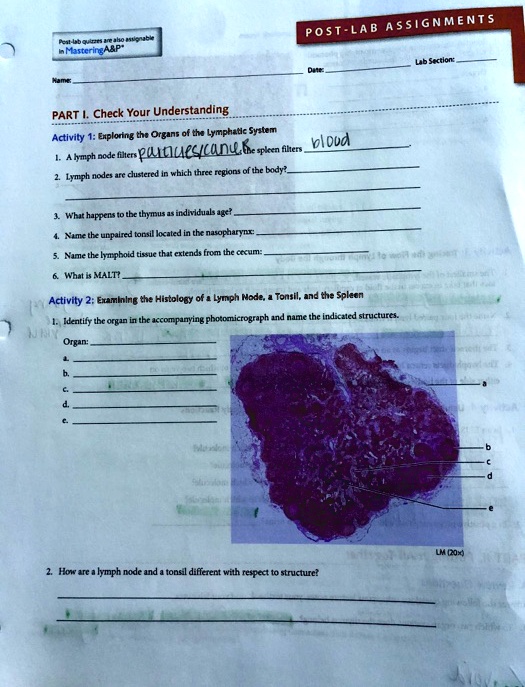 Post-lab quizzes are also assignable in Mastering A P POST-LAB ...