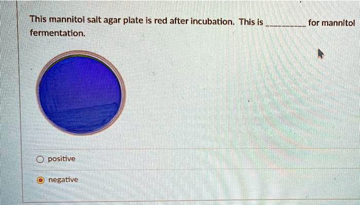 this mannitol salt agar plate is red after incubation this is ...