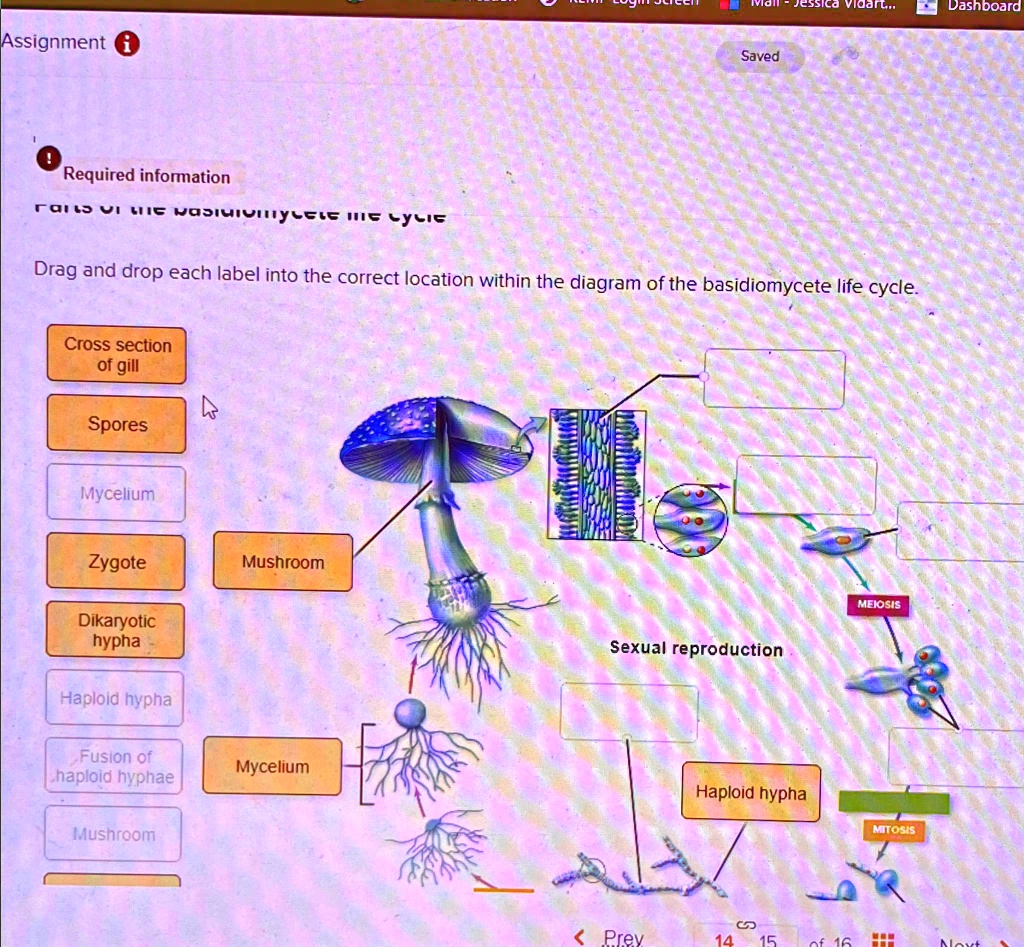 Assignment Required information raits viie pasidiomycete me cycie Drag and drop each label into ...
