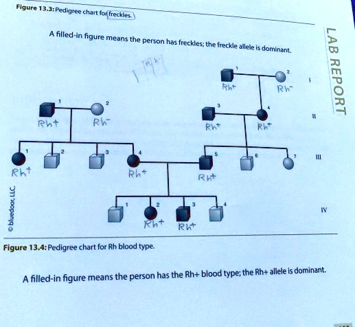 SOLVED: Figure 13.3 Pedigire chart for (reckles filled-in figure means ...