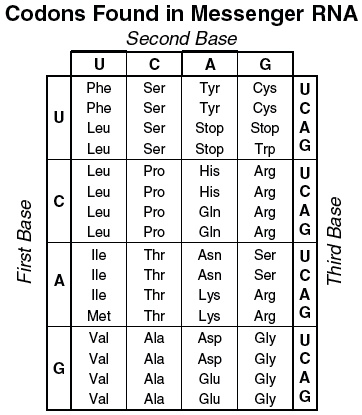 First Base Codons Found in Messenger RNA Second Base U C A G Phe Ser ...