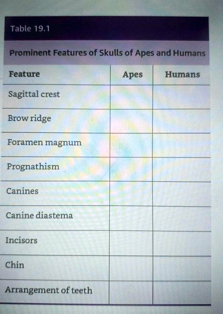 table 191 prominent features of skulls of apes and humans feature apes ...