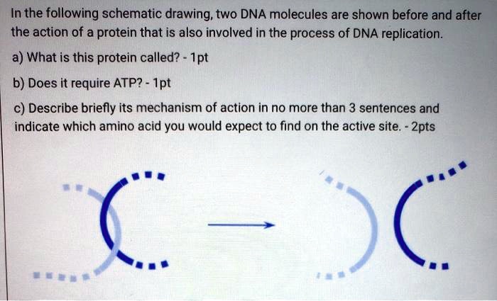 SOLVED: In the following schematic drawing, two DNA molecules are shown ...