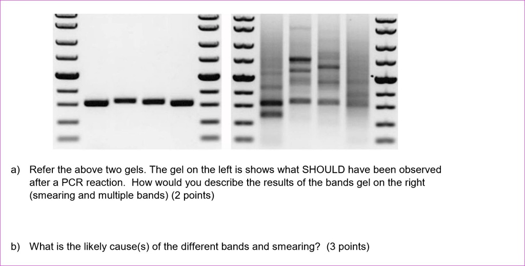 SOLVED: a) Refer the above two gels. The gel on the left is shows what ...