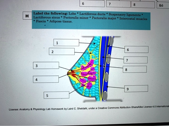H Label the following: Lobe * Lactiferous ducts * Suspensory ligaments * Lactiferous sinus ...