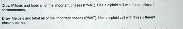 Draw Mitosis and label all of the important phases (PMAT). Use a ...