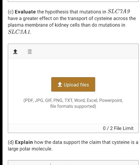 c evaluate the hypothesis that mutations in slc7a9 have greater effect ...