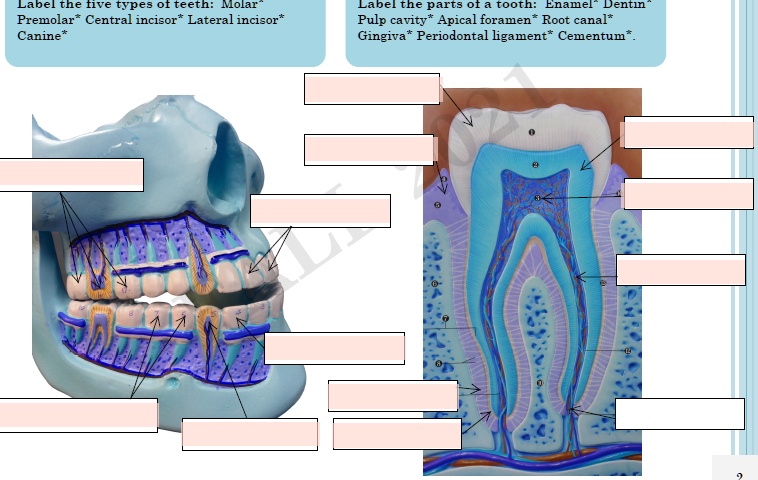Label the five types of teeth: Molar^ Premolar* Central incisor* Lateral incisor* Canine* Label ...
