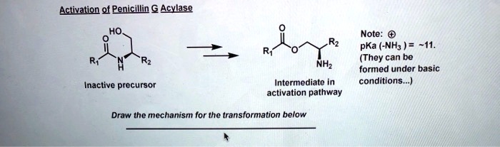 SOLVED: Activation % Penicillin G Acylase Note: pKa (-NHs 11. (They can ...
