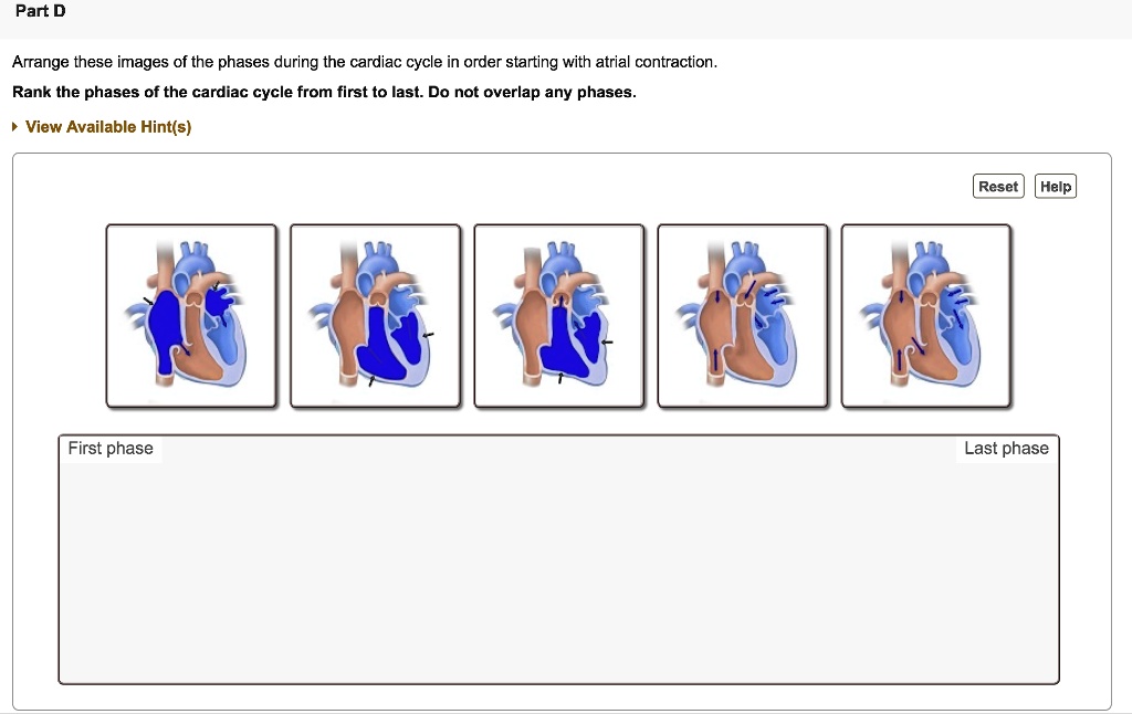 Part D Arrange these images of the phases during the cardiac cycle in order starting with atrial ...