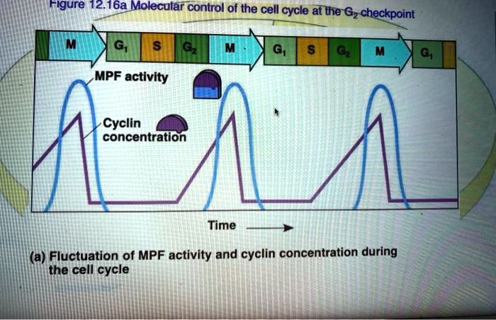Figure 12.16a Molecular control of the cell cycle at the G? checkpoint ...