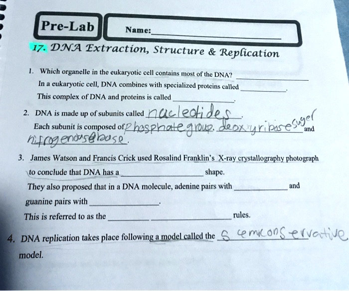 Pre-Lab Name: 17. DNA Extraction, Structure Replication 1. Which ...
