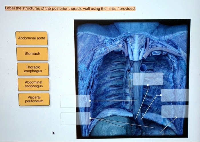 Label the structures of the posterior thoracic wall using the hints if provided. Abdominal aorta ...