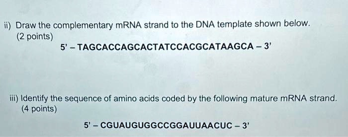 draw the complementary mrna strand to the dna template shown below points 5 ...