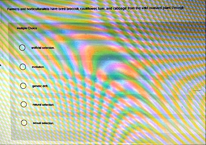 farmers and horticulturalists have bred broccoli cauliflower kale and ...