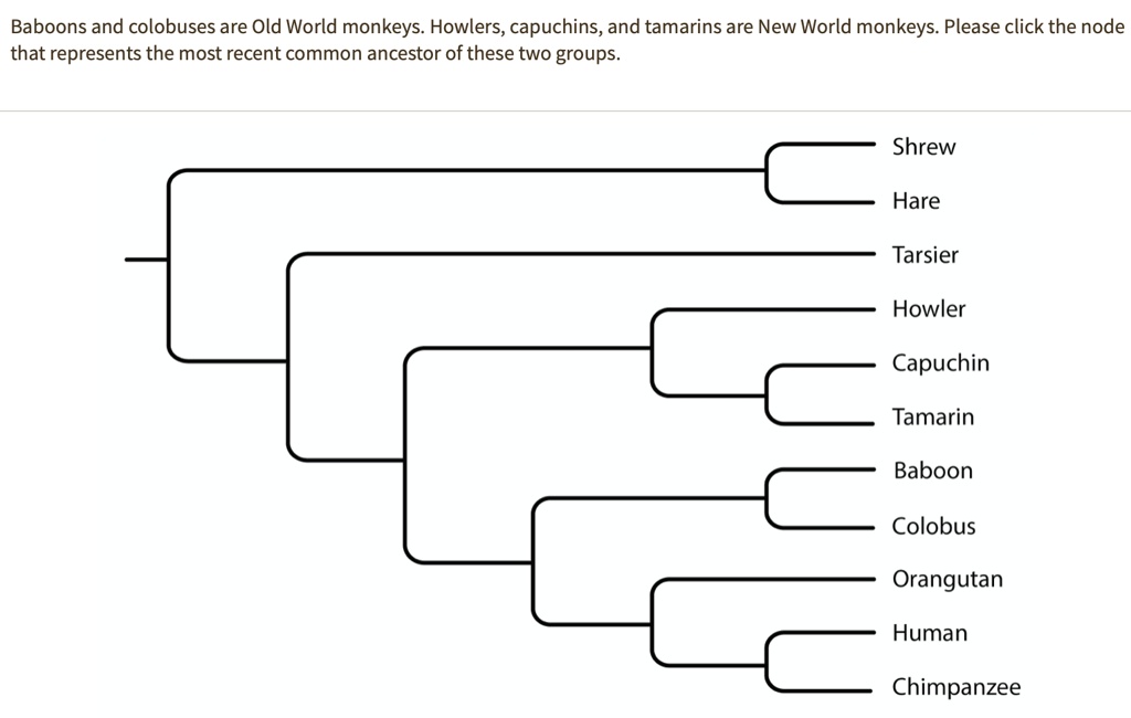 SOLVED: Baboons and colobuses are Old World monkeys. Howlers, capuchins ...