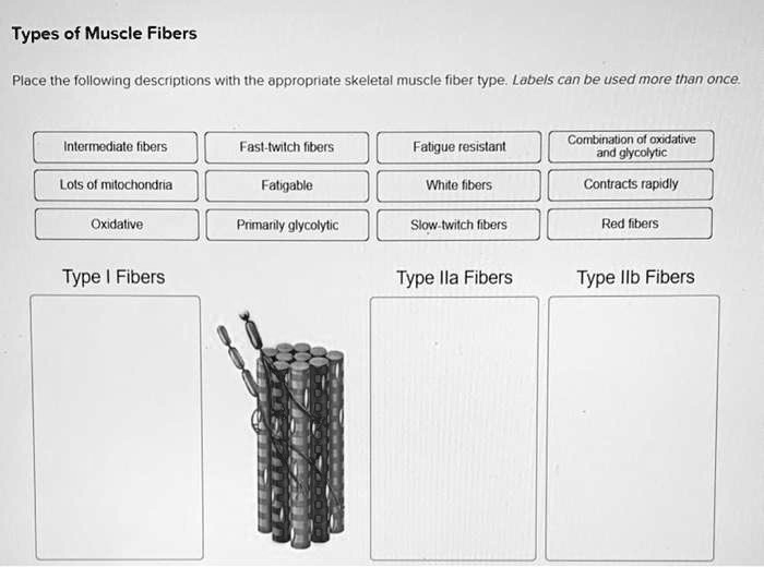 Types of Muscle Fibers Place the following descriptions with the ...