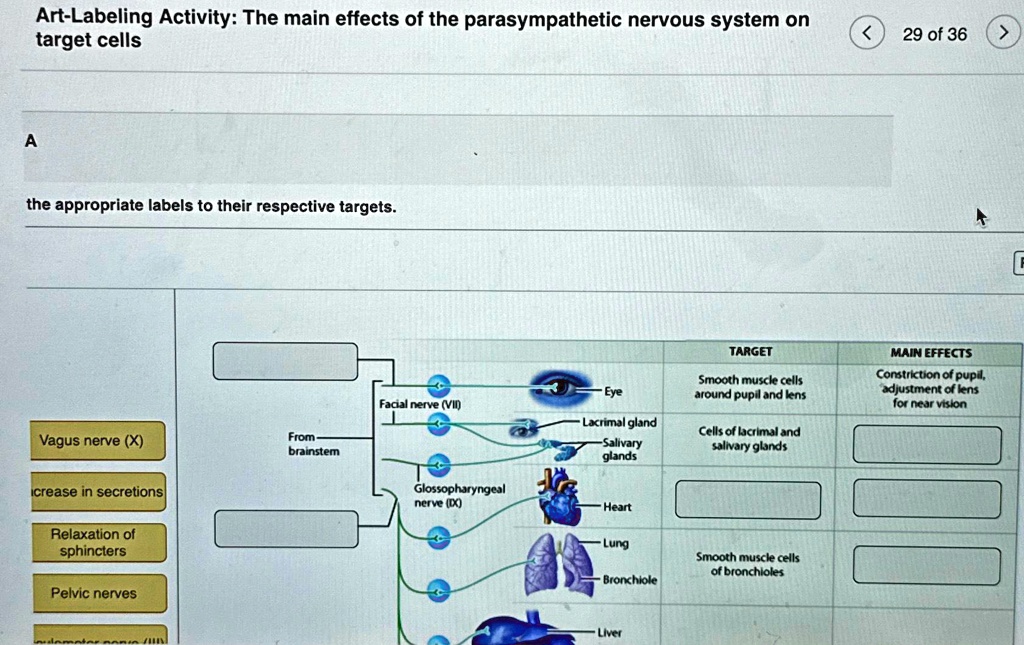 Art-Labeling Activity: The main effects of the parasympathetic nervous ...
