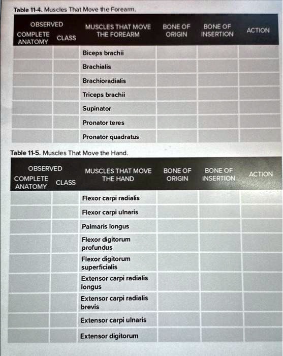 SOLVED: Table 11-4. Muscles That Move the Forearm OBSERVED MUSCLES THAT ...
