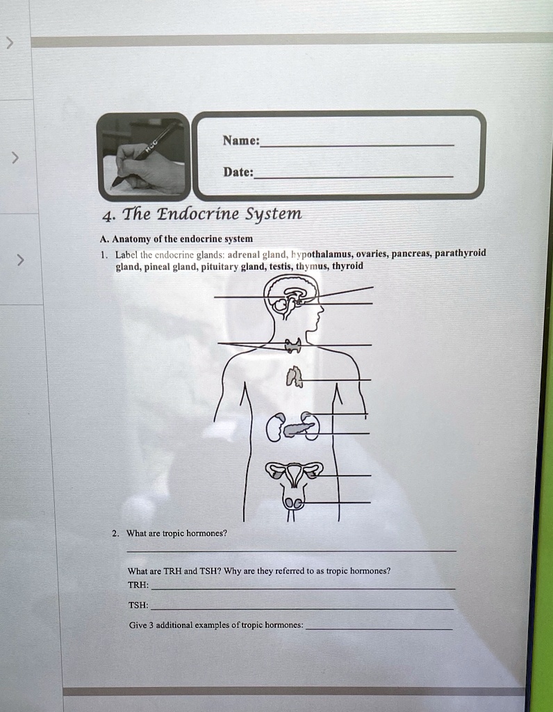 SOLVED: AP lab (2) Name: Date: 4. The Endocrine System A. Anatomy of ...