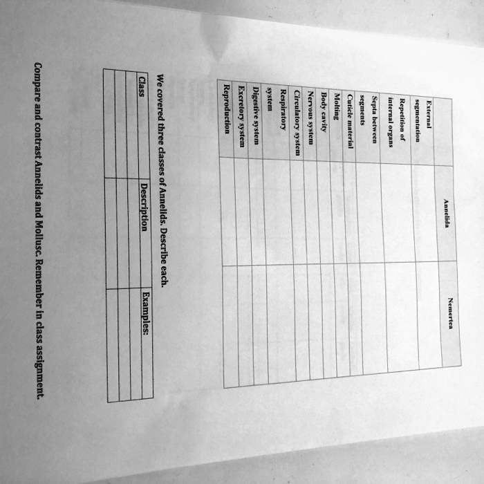 External segmentation Repetition of internal organs Septa between segments Cuticle material ...