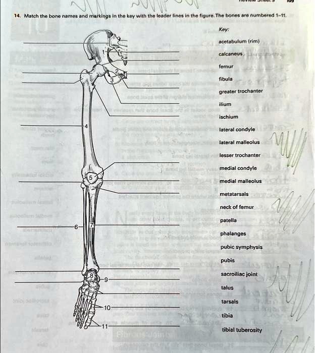 SOLVED: 14. Match the bone names and markings in the key with the ... SOLVED: 14. Match the bone names and markings in the key with the ...