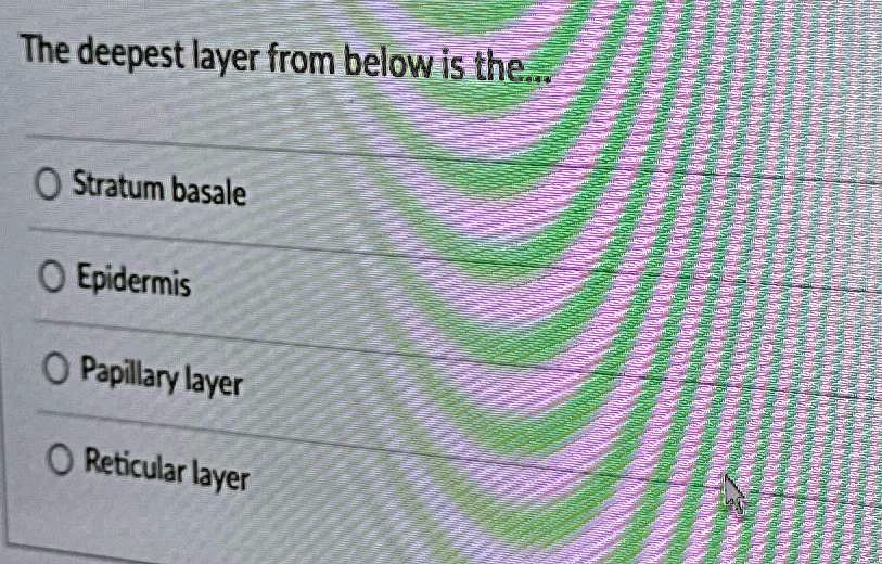 The deepest layer from below is the... Stratum basale Epidermis ...