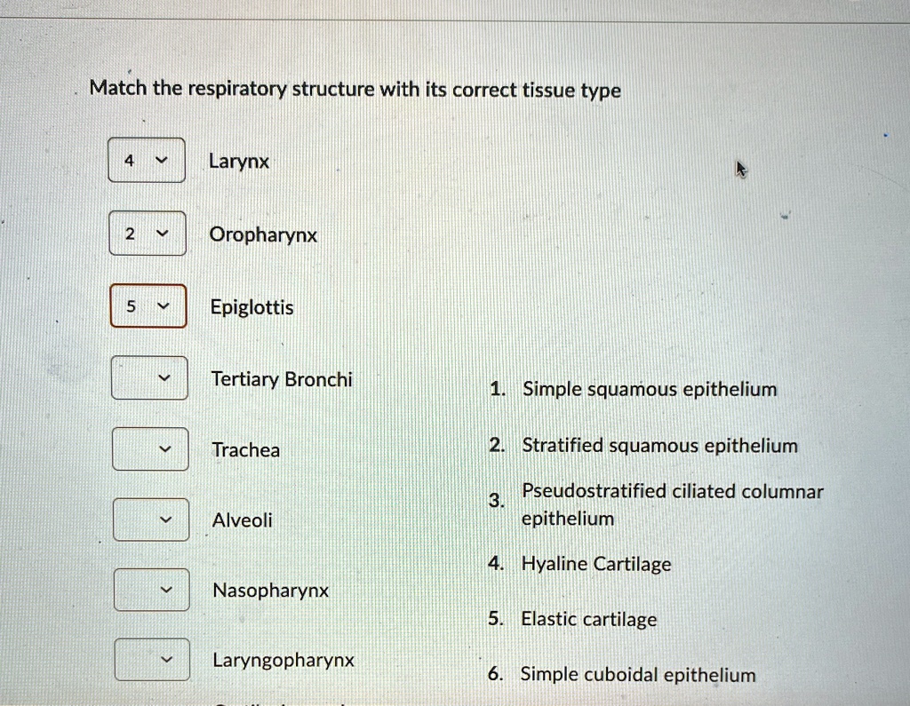 4 larynx 2 oropharynx 5 epiglottis tertiary bronchi 1 simple squamous ...