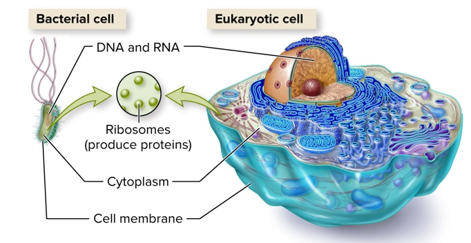 SOLVED: Bacterial cell Eukaryotic cell DNA and RNA Ribosomes (produce ...