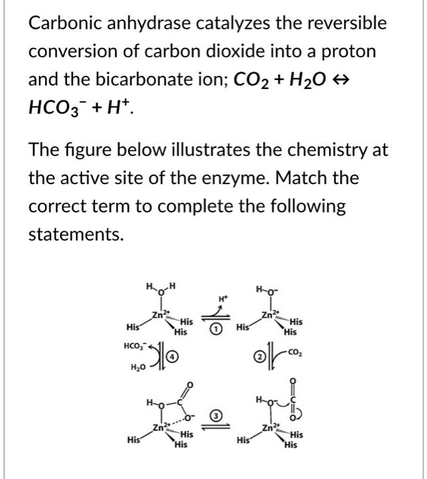 carbonic anhydrase catalyzes the reversible conversion of carbon ...