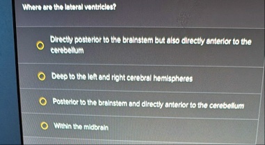 where we the lateral wentricleu directly posterior to the brainstem but also directly anterior ...