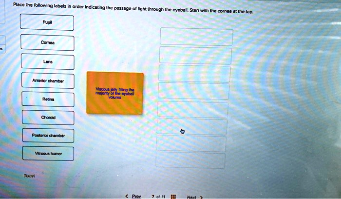 Place the following labels in order indicating the passage of light ...