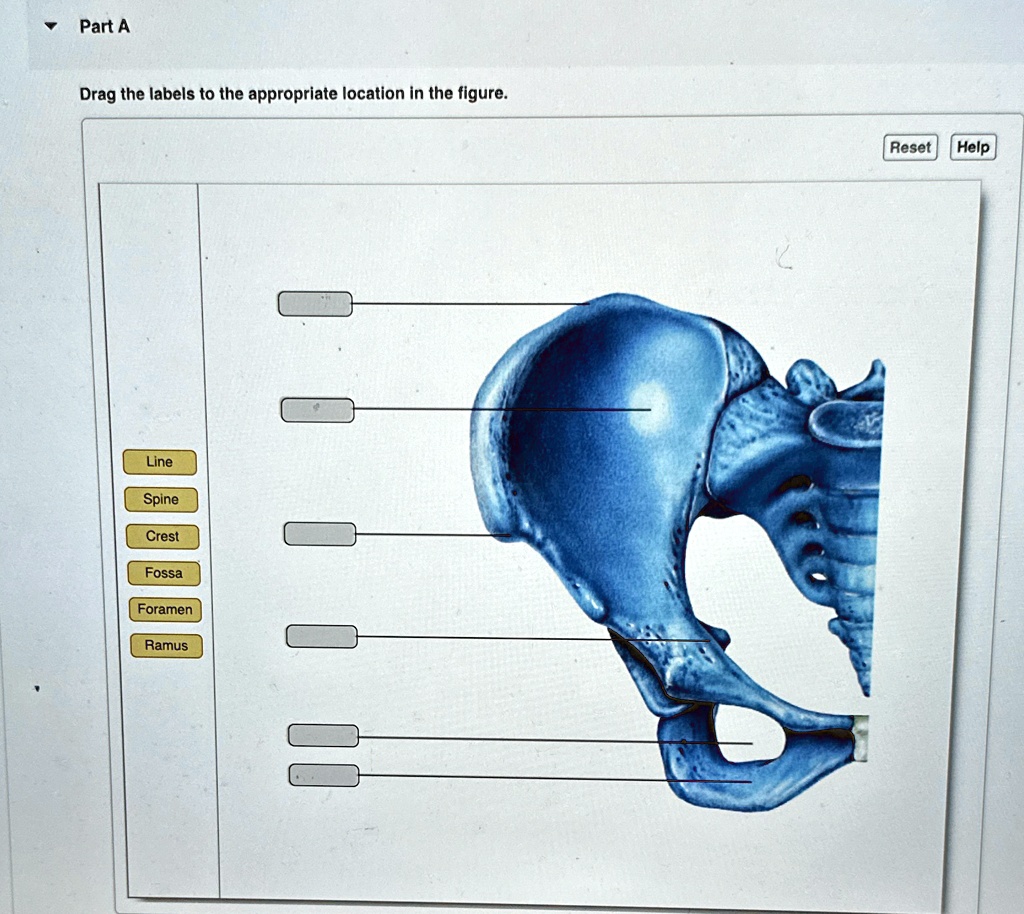 Part A Drag the labels to the appropriate location in the figure ...