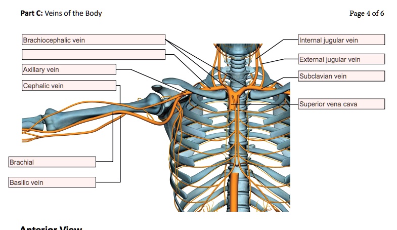 Page 4 of 6 Part C: Veins of the Body Brachiocephalic vein Internal ...