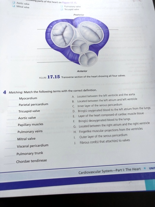 Aortic valve Mitral valve wing parts of the heart on Figure 17.15 ...