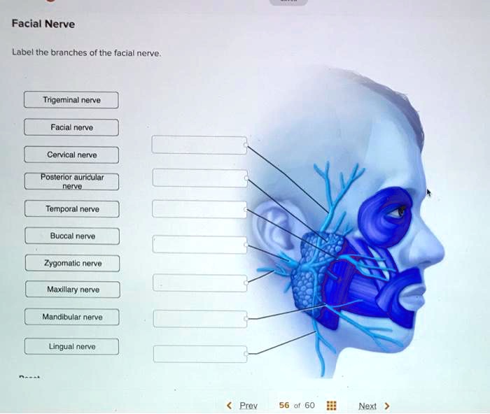 SOLVED: Facial Nerve Label the branches of the facial nerve. Trigeminal ...