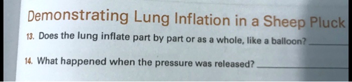 Demonstrating Lung Inflation in a Sheep Pluck 13. Does the lung inflate ...