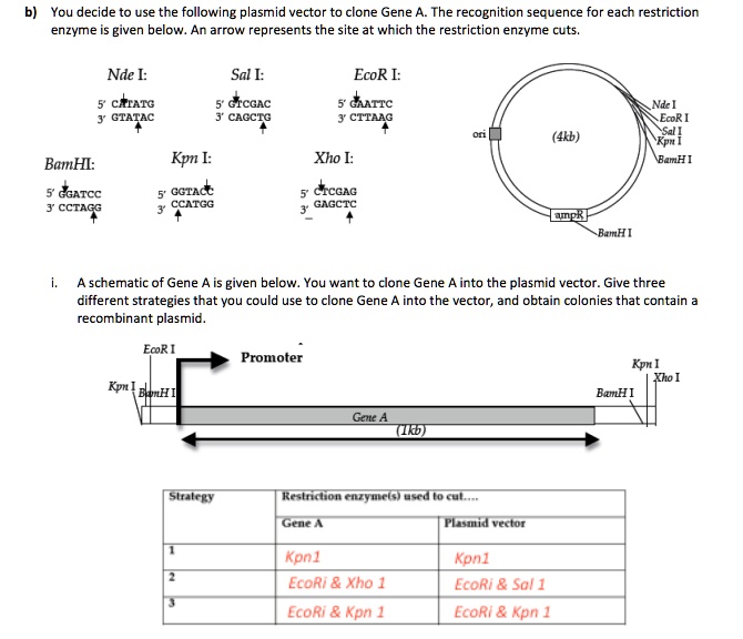 SOLVED: You decide to use the following plasmid vector to clone Gene. The recognition sequence ...