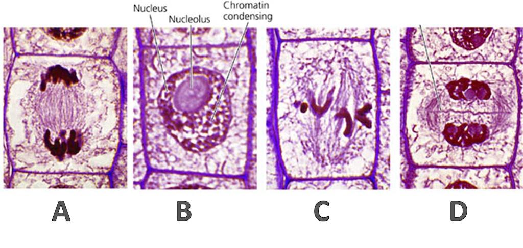 The cell labeled 'A' in the figure above is in which stage of the cell ...
