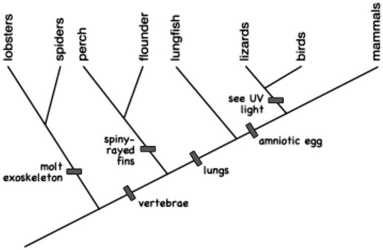 spiny- rayed Fins molt exoskeleton lobsters spiders perch flounder ...