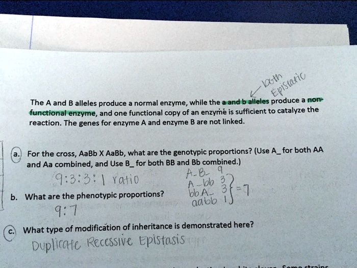 SOLVED: -Ioth Epistatic The A and B alleles produce normal enzyme ...